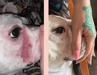 Wrinkle Paste 40gr Vetfleur Limpeza e Proteção de dobras de cães